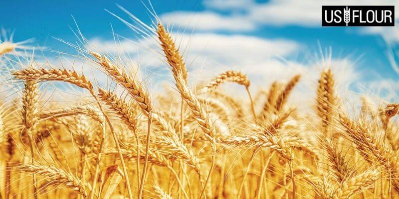 Most Common Wheat Grains — Types, Benefits, And Uses - US Flour Corp