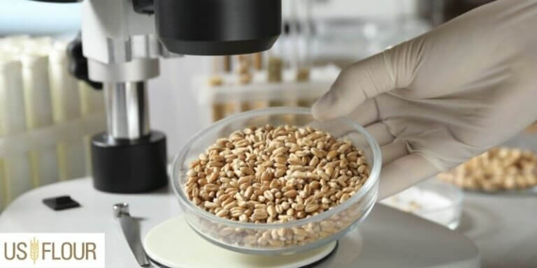 How To Determine The Quality Of Wheat - US Flour Corp